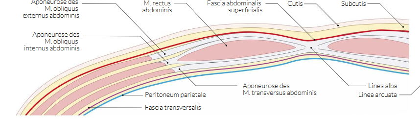LeistenhernieWElches Gefäss muss geschützt werden | Chirurgie do not ...