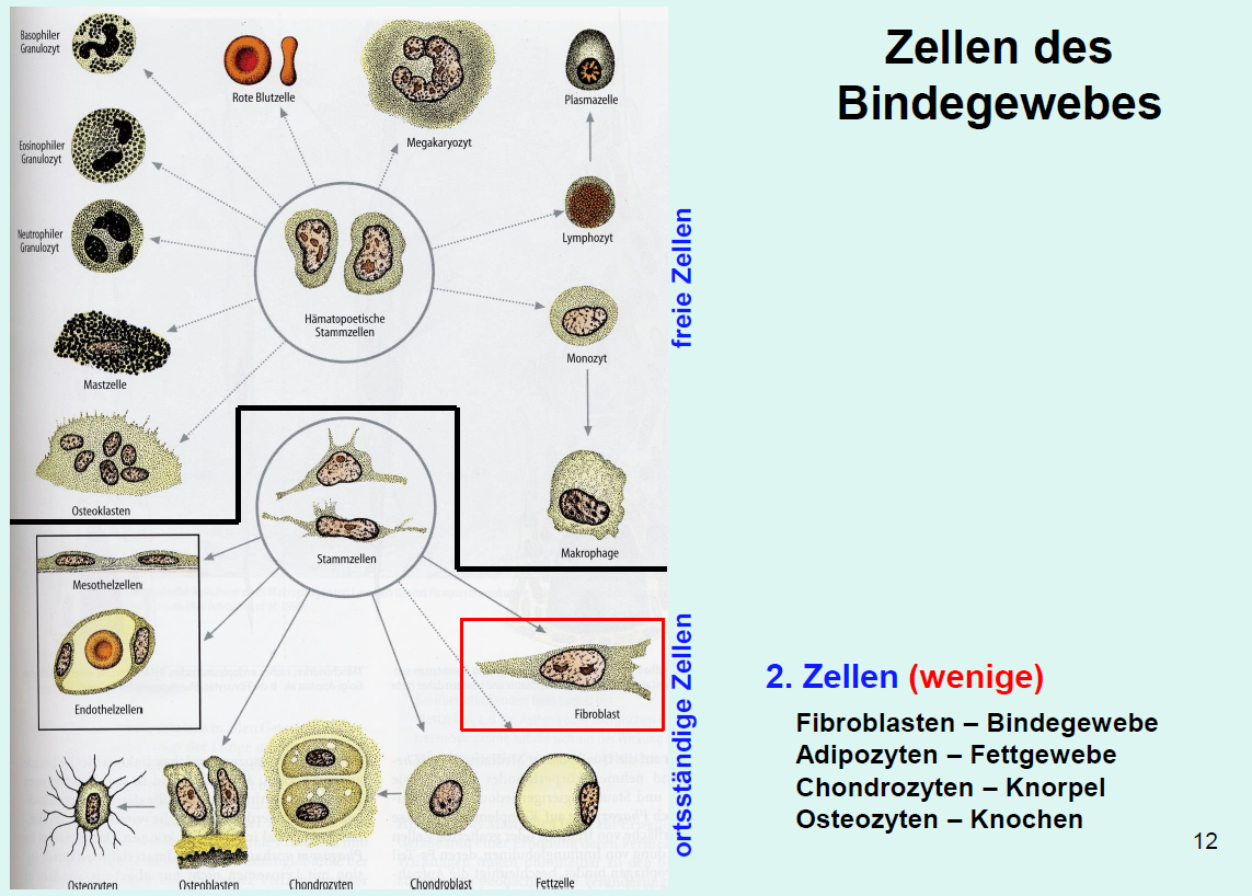 Aufbau von Binde-, Stützgewebe | Stützgewebe | Repetico
