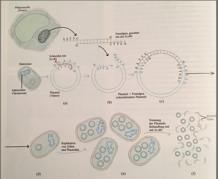 der gebrauch von Plasmiden in der DNA Klonierung Abb | Reporterproteine ...