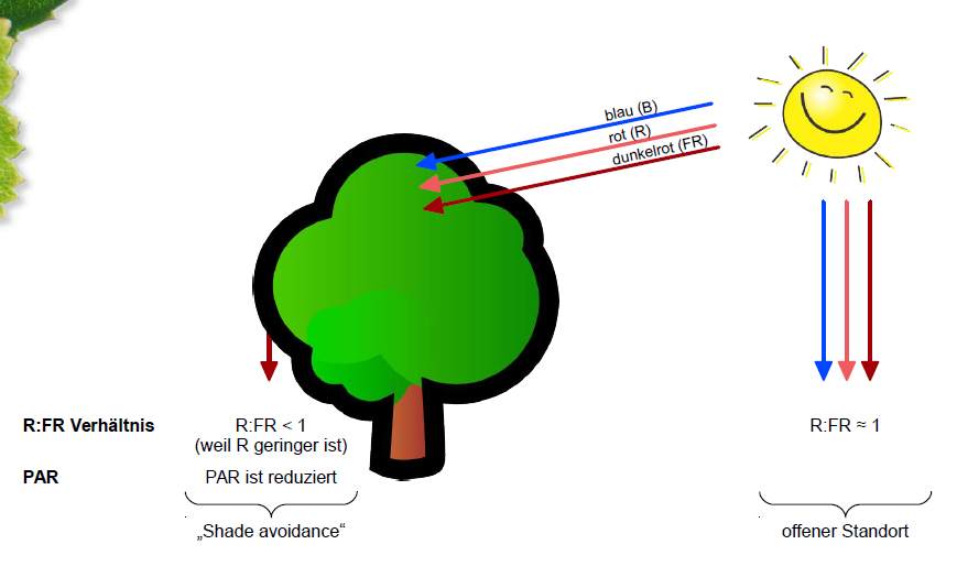 shade avoidance response --> vgl. # R:FR Verhältnis an Ve…