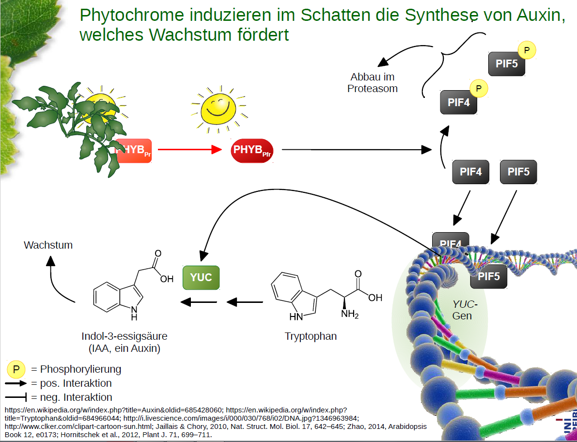 Phytochrome induzieren (wann...?) die Synthese von ...