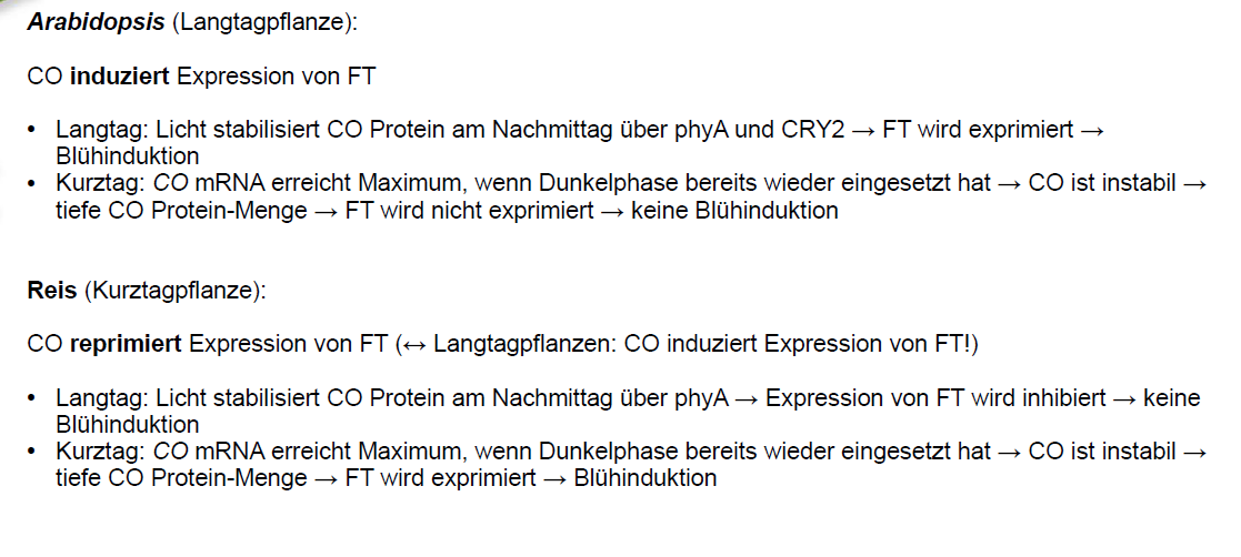 Koinzidenz von Lichtphase und CONSTANS mRNA Expression r ...