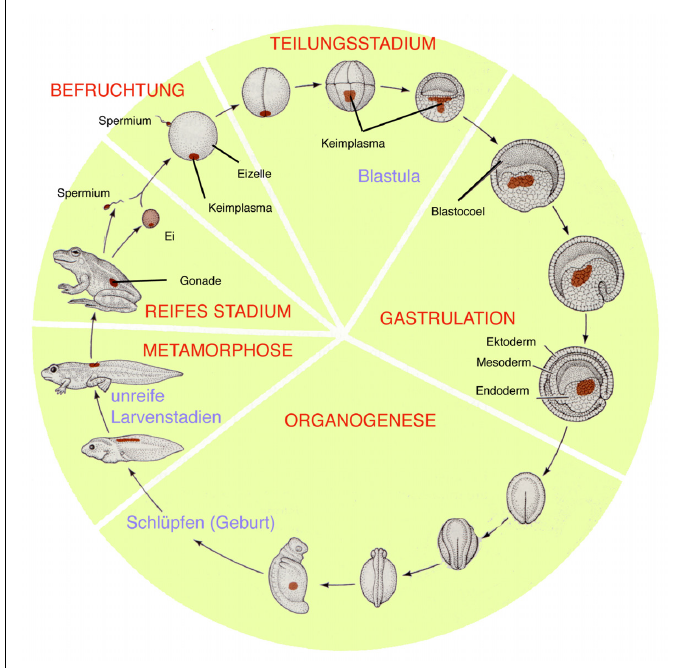 Lebenszyklus der Tiere--> Abb. Kreislauf, Bsp von welch... | VL 1 Ebio ...
