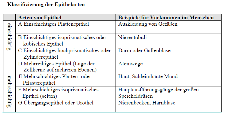 Epithelarten | PR 1 Epithelgewebe | Repetico