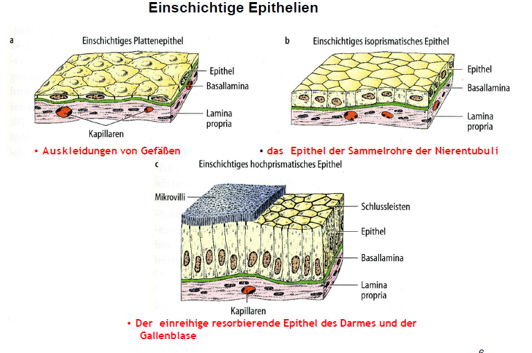 einschichtige Epithelien Bsp | PR 1 Epithelgewebe | Repetico