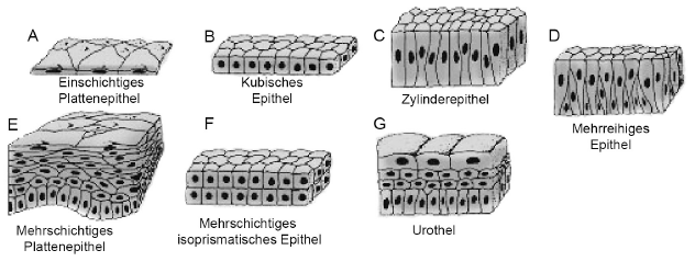 Epithelarten | PR 1 Epithelgewebe | Repetico