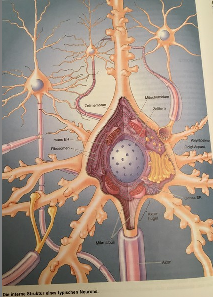 Neuron auch: besteht aus mehreren Teilen: | Nervensystem, E…