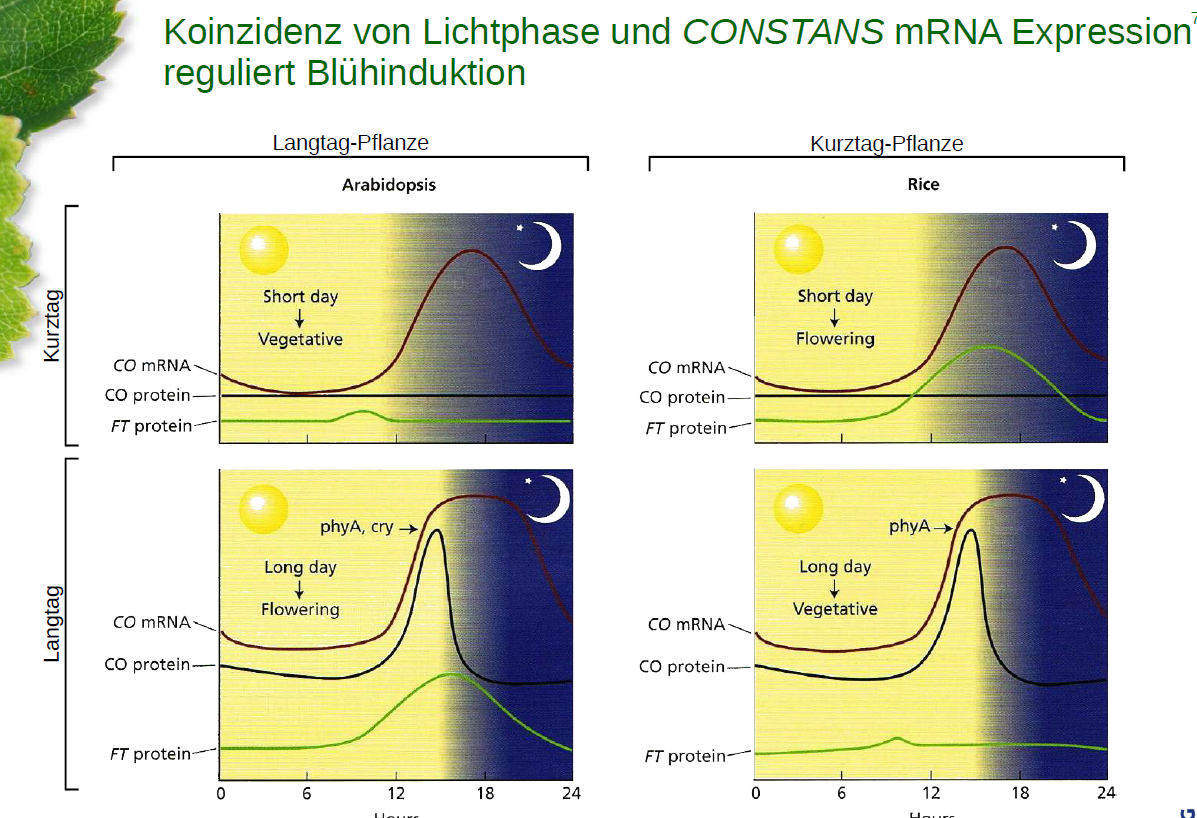 Zusammenhang zwischen Lichtphase udn CONSTANS mRNA Expre ...