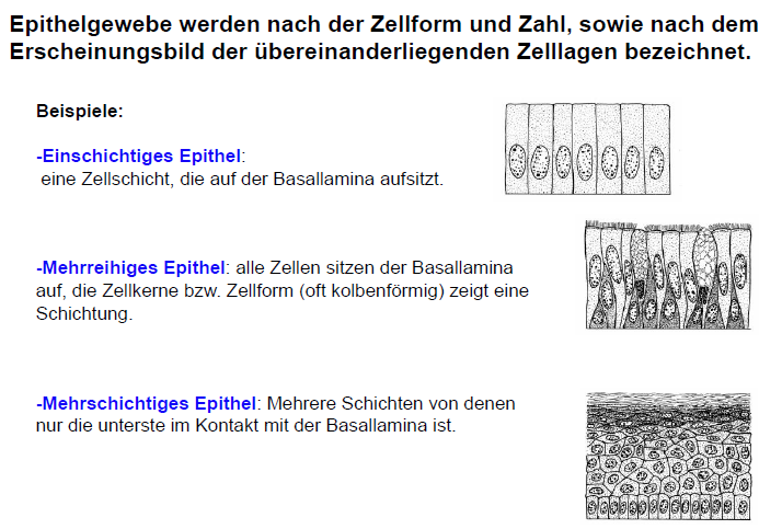 Epithelarten | PR 1 Epithelgewebe | Repetico