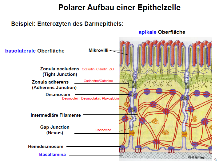| PR 1 Epithelgewebe | Repetico