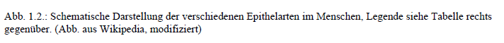 Epithelarten | PR 1 Epithelgewebe | Repetico