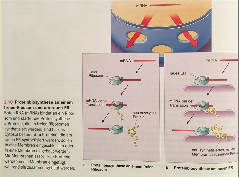 freie Ribosomen , welche Proteine gebildet? | Nervensystem,…