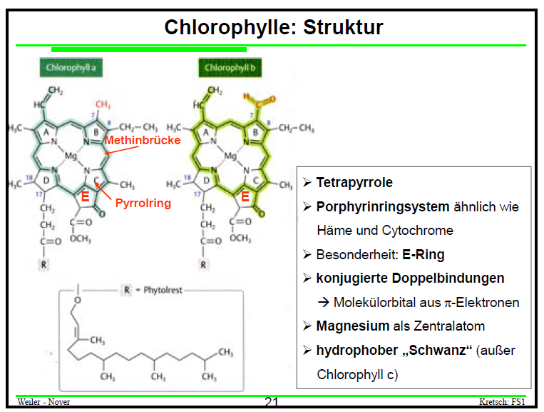 Chlorophylle: Struktur Absorption +Aufgabe Molekülspektrum