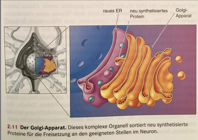 Ribosomen des rauen ER | Nervensystem, Einführung | Repetico