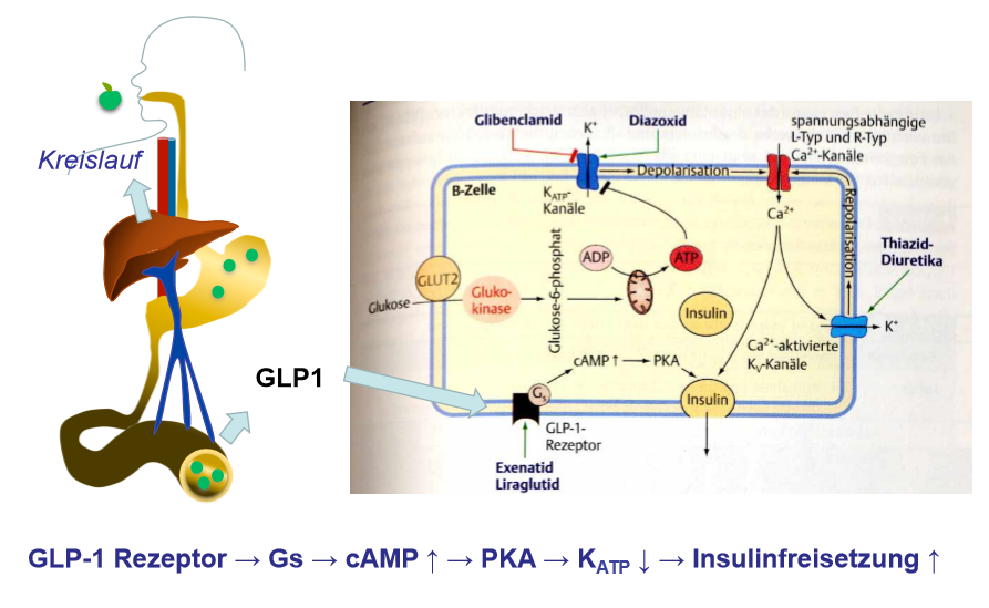 Wirkmechanismus Exenatid, Liraglutid? | Diabetes I | Repetico