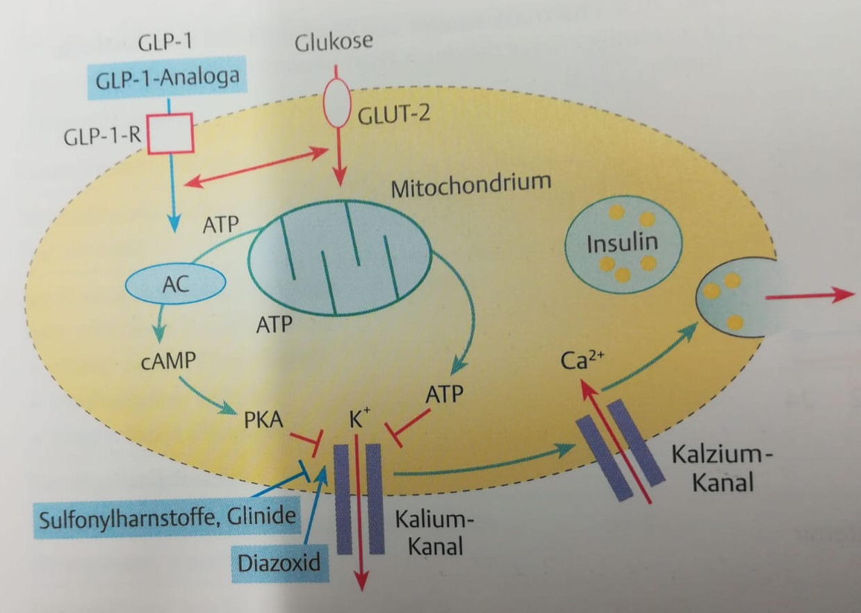 WM von Inkretin-Mimetika, Gliptine und Glifozine mit Bei... | Klausuren ...