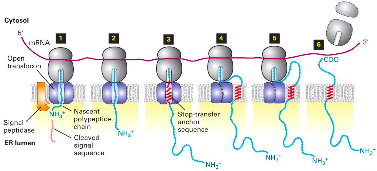 2 Membranproteine mit Stop-Transfersequenz | Zellbiologie
