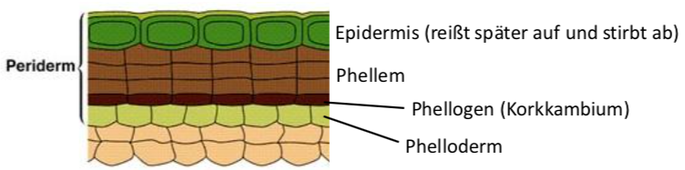 5 Sekundäre Abschlussgewebe | Anatomie und Physiologie der Pflanzen ...