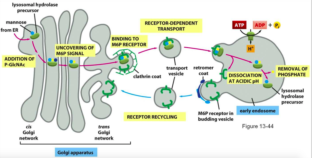 2 Transport von Enzymen zum Endosom | Zellbiologie | Repetico