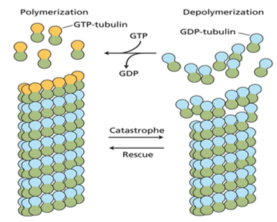 Mikrotubuli In Einem Zelldiagramm Mikrotubuli Dr.Jastrows EM Atlas