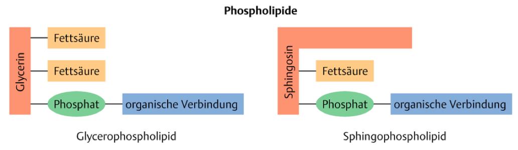 1 Phospholipide/Glycolipide | Zellbiologie | Repetico