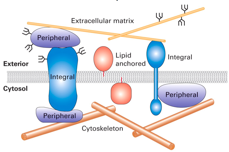 1 Membranproteine | Zellbiologie | Repetico