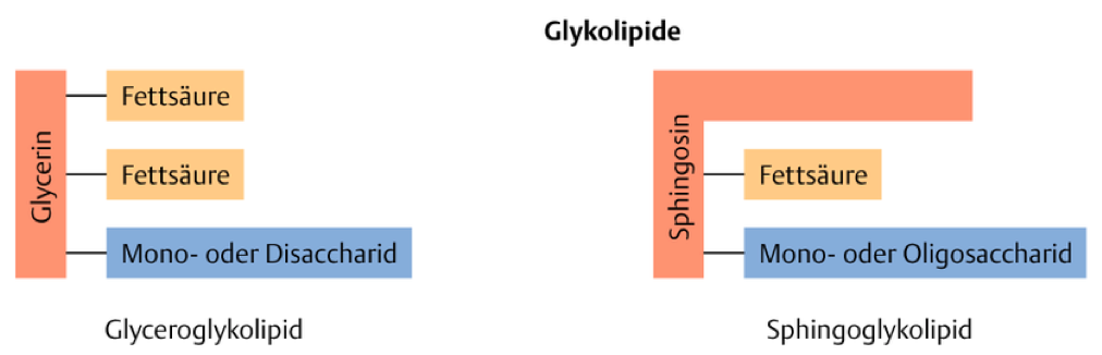 1 Phospholipide/Glycolipide | Zellbiologie | Repetico