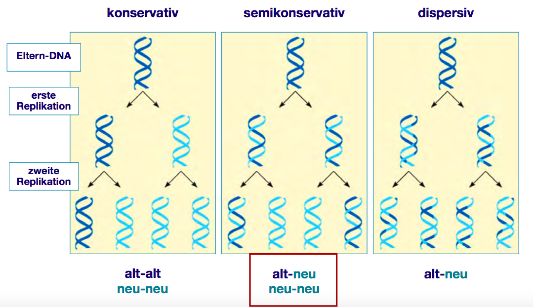 3 Möglichkeiten der Replikation | Genetik | Repetico