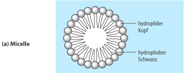 1 Membranlipide können sich verschieden anordnen | Zellbiologie | Repetico