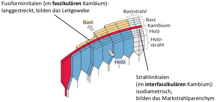 5 Kambium | Anatomie und Physiologie der Pflanzen | Repetico
