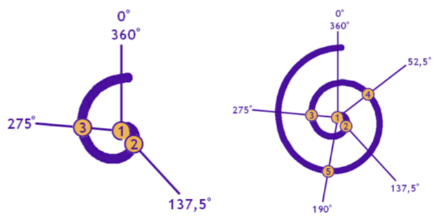 3 Dispense Blattstellung (vegetativer Spross) | Anatomie und ...