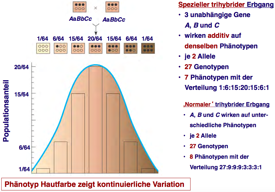 Polygene Merkmale Hautfarbe