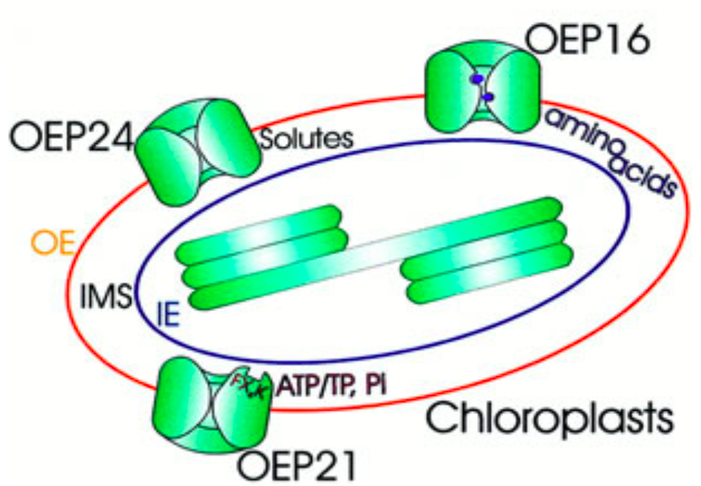 3 Plastide: Transport von Metaboliten | Zellbiologie | Repetico