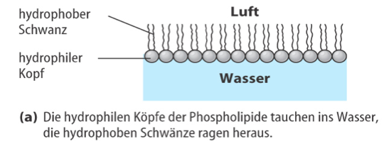 1 Membranlipide können sich verschieden anordnen | Zellbiologie | Repetico
