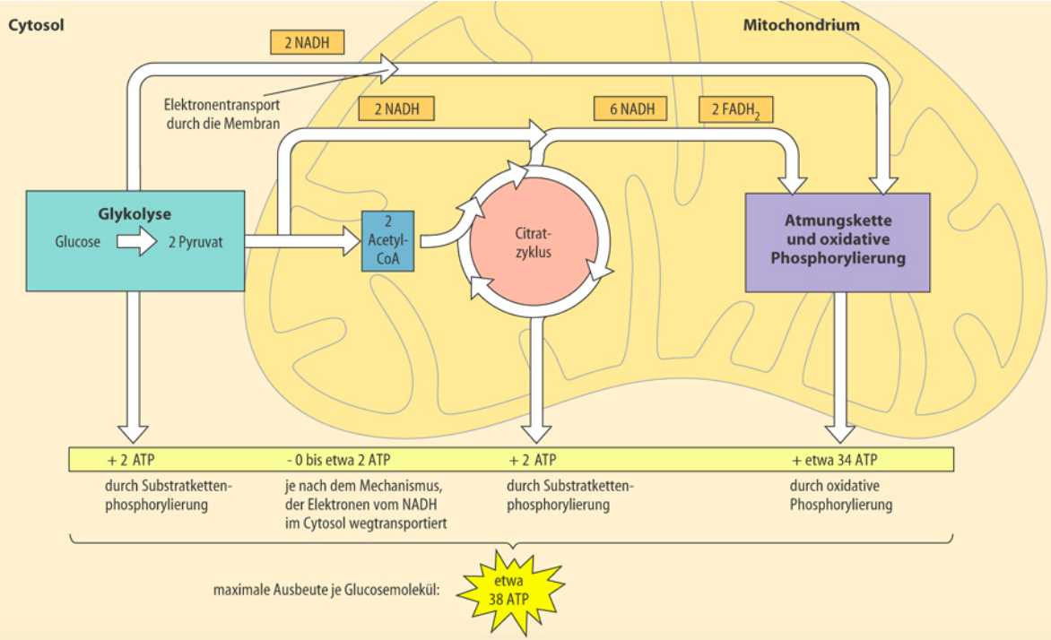 3 Biochemie der Mitochondrien | Zellbiologie | Repetico