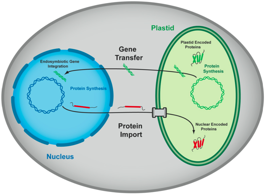 3 Gentransfer und Proteinimport bei Plastiden | Zellbiologi…