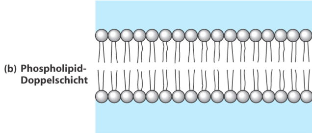 1 Membranlipide können sich verschieden anordnen | Zellbiologie | Repetico