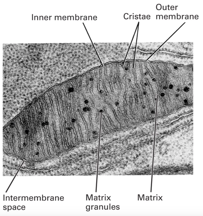 3 Mitochondrium | Zellbiologie | Repetico