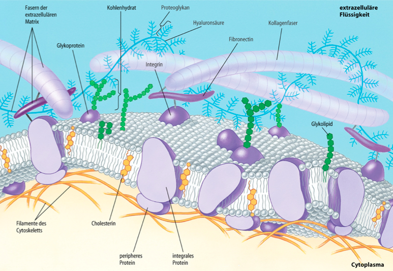 1 Biomembran: beschriften | Zellbiologie | Repetico