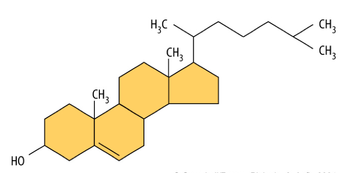 1 Sterole am Beispiel Cholesterin | Zellbiologie | Repetico