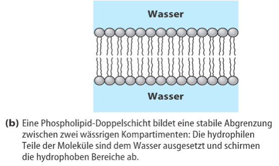 1 Membranlipide können sich verschieden anordnen | Zellbiologie | Repetico