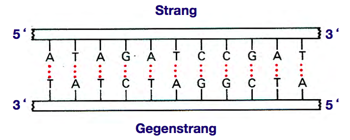 Strang und Gegenstrang | Genetik | Repetico