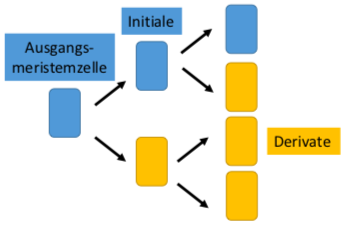 3 Meristeme | Anatomie und Physiologie der Pflanzen | Repetico
