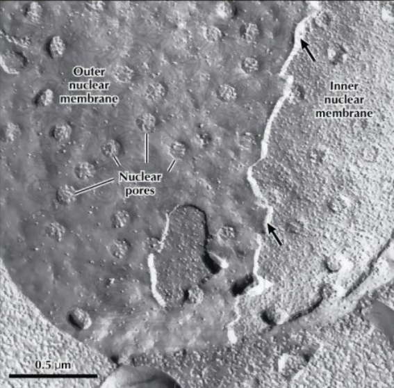 2 Kernpore | Zellbiologie | Repetico