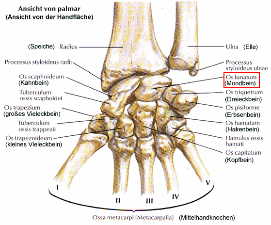 Zählen Sie die Handwurzelknochen auf | alle Prüfungen | Rep…
