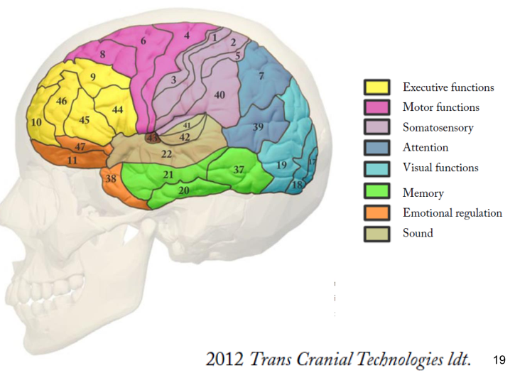 Brodmann Areale (3) | Anatomische Lagebezeichnungen | Repet…