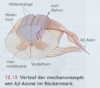 Sensorische Organisation des Rückenmarks | Bio 11, 12, 13, 14 | Repetico