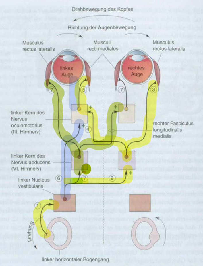 Wie läuft der VOR für horizontale Augenbewegungen ab (... | Bio 11, 12 ...