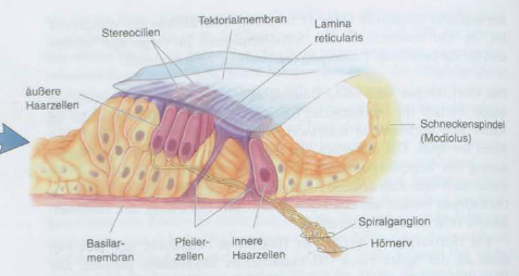 Membranen im Corti Organ | Bio 11, 12, 13, 14 | Repetico