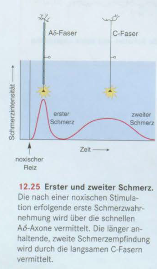 erster und zweiter Schmerz | Bio 11, 12, 13, 14 | Repetico